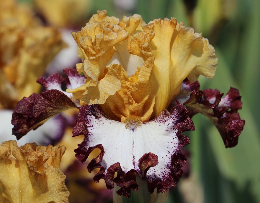 Clear And Crisp | Mid-America Garden